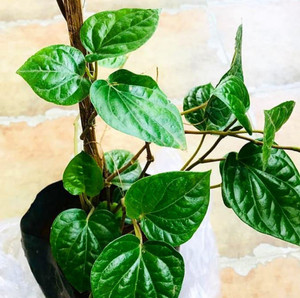 Click to purchase Betel Leaf Plant Price in India - Buy Click to ...