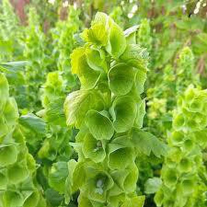 PMB Molucella Bells of Ireland Seed Price in India - Buy PMB Molucella ...