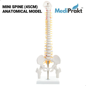 MediPrakt | MINI SPINE MODEL | 45 CM | Vertebral/Spinal Column Model ...