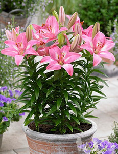 Infinite Green Lily Plant Price in India - Buy Infinite Green Lily ...