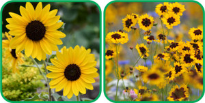 Aero Seeds Calliopsis (Tinctoria) Mix Color (50 Seeds) And Sunflower ...