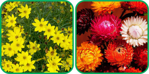Agrey Helichrysum Mix Color (50 Seeds) And Coreopsis Mix Color (50 ...