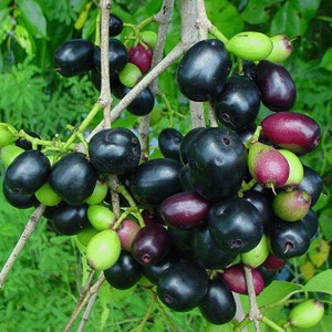 Paudha Jamun (Black Plum) Seed Price in India - Buy Paudha Jamun (Black ...