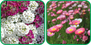Aero Seeds Acroclinium Mix Color (50 Seeds) And Alyssum Mix Color (50 ...