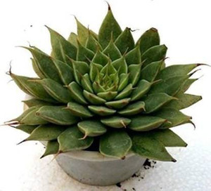 greengrow Laxmi Kamal Plant Price in India - Buy greengrow Laxmi Kamal ...