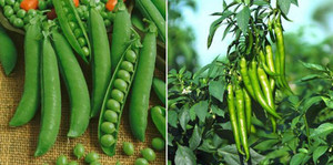 xcentax Chilli seed, PEAS (MATAR) Seed Price in India - Buy xcentax ...