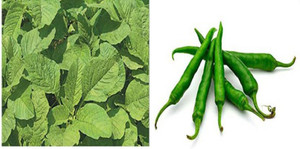 xcentax CHILLI JWALA PARIKSHA, GREEN CHOLAI Seed Price in India - Buy ...