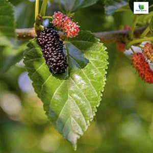 Guruji Plantation Shahtoot/Mulberry Plant Price in India - Buy Guruji ...