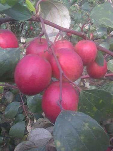 Fruitling Ber Apple Plant Price in India - Buy Fruitling Ber Apple ...