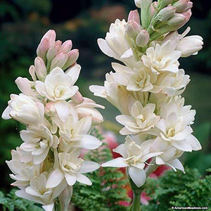 Kraft Seeds Rajanigandha Tuberose Double White Flower Aromatic ...