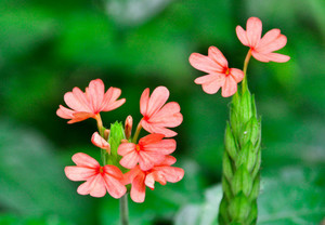 Chalisa Crossandra, Kanakambaram Seed Price in India - Buy Chalisa ...