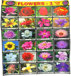 AFH 22 cm Flowers Project Chart Sticker Pack of 2 Educational Sticker ...