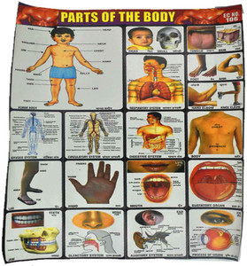 AFH 22 cm Parts of the Body Project Chart Sticker Pack of 2 Educational ...