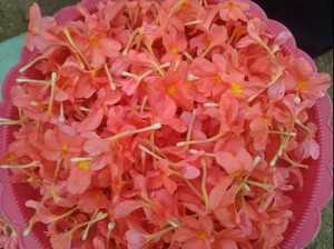 Chalisa Crossandra, Kanakambaram Seed Price in India - Buy Chalisa ...
