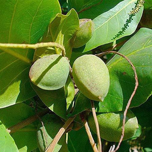VibeX VVI-55 - Madagascar Almond Mini Badam - (90 Seeds) Seed Price in ...
