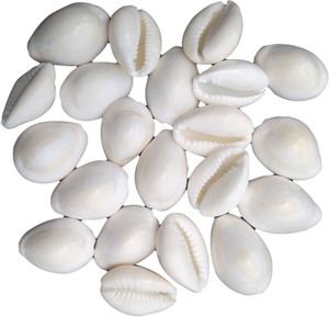 jupiter speaks White Cowrie 21 pcs set, 100% Original Big Size Safed ...