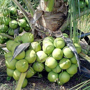 ADANNAYA Coconut Plant Price in India - Buy ADANNAYA Coconut Plant ...