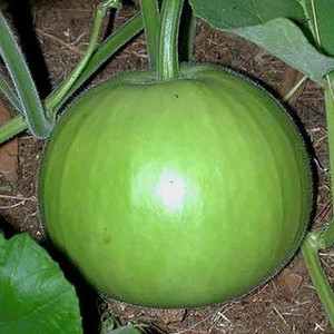 DIOART VIX-™F1 HYBRID LOKI SEEDS-150-X-SEEDS-279 Seed Price in India ...