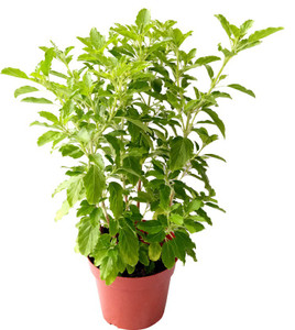 Heaven Of Saplings Tulsi Plant Price in India - Buy Heaven Of Saplings ...