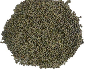 Numinous Dhaincha, Prickly Sesban, Sesbania Bispinosa, Malaimurungai ...