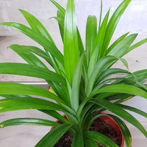 Greenery Nursery Kewda Plant Price in India - Buy Greenery Nursery ...