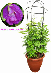 KUSH Aparajita Flower Seeds, Nilkantha Flower Seeds Seed Price in India ...
