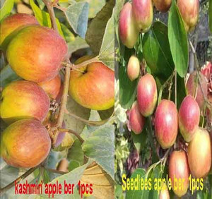 Greeen tree nursery sunduri Ber Apple Plant Price in India - Buy Greeen ...