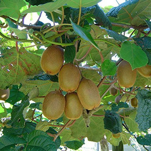 Cloud Farm Kiwi Plant Price in India - Buy Cloud Farm Kiwi Plant online ...