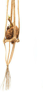 Rudra Centre Akash Garuda Root Seed Price in India - Buy Rudra Centre ...