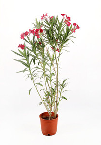 Risenshine Oleander Plant Price in India - Buy Risenshine Oleander ...