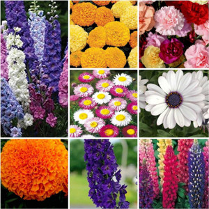 ALPINE HYBRID SEEDS LARKSPUR+MARIGOLD+DELPHINIUM+LUPIN+ACROCLINIUM ...