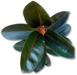 SKE Rubber Tree Price in India - Buy SKE Rubber Tree online at Flipkart.com