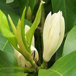 Mohomaya Plumeria Plant Price in India - Buy Mohomaya Plumeria Plant ...