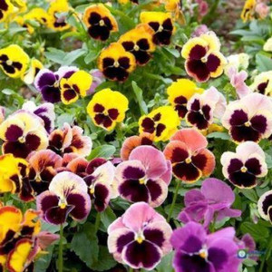 ESAFE SOLUTIONS Pancy Mix Flower Seeds Seed Price in India - Buy ESAFE ...