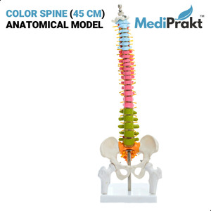 MediPrakt | MINI COLORED SPINE MODEL | 45 CM | Vertebral/Spinal Column ...