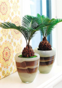 Cloud Farm Cycus Revoluta Plant Price in India - Buy Cloud Farm Cycus ...