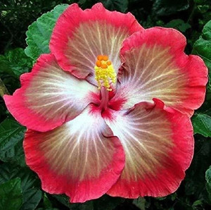 Unique garden Hibiscus Plant Price in India - Buy Unique garden ...