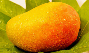 Plant Kart Mango Plant Price in India - Buy Plant Kart Mango Plant ...