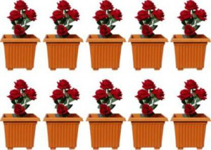 Picvel Plant Container Set Price in India - Buy Picvel Plant Container ...