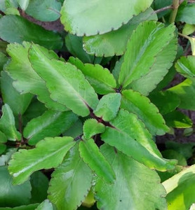 Green Era Bryophyllum Pinnatum/Patharchatta Plant Price in India - Buy ...