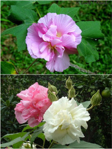 Earth Angels Lotus Plant Price in India - Buy Earth Angels Lotus Plant ...