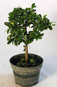 EVY Tea Plant Price in India - Buy EVY Tea Plant online at Flipkart.com