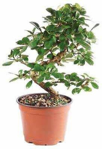 EVY Tea Plant Price in India - Buy EVY Tea Plant online at Flipkart.com