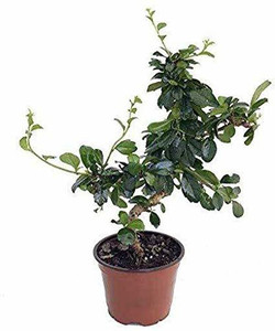 EVY Tea Plant Price in India - Buy EVY Tea Plant online at Flipkart.com