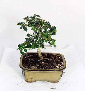 EVY Tea Plant Price in India - Buy EVY Tea Plant online at Flipkart.com