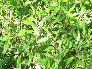 EVY Tea Plant Price in India - Buy EVY Tea Plant online at Flipkart.com