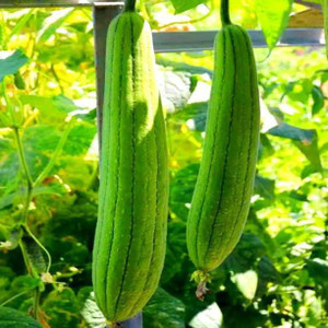 MAA Sponge Gourd, Luffa Seed Price in India - Buy MAA Sponge Gourd ...