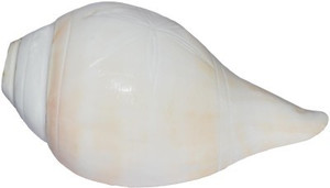 krishna co Blowing, Sacred, Decorative Shankh Price in India - Buy ...