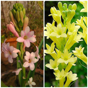 EZtect Tuberose/Rajnigandha Plant Price in India - Buy EZtect Tuberose ...