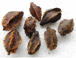 RK Seeds RK Seeds- Sacred Terminalia arjuna, Arjun Tree, Shade Tree ...